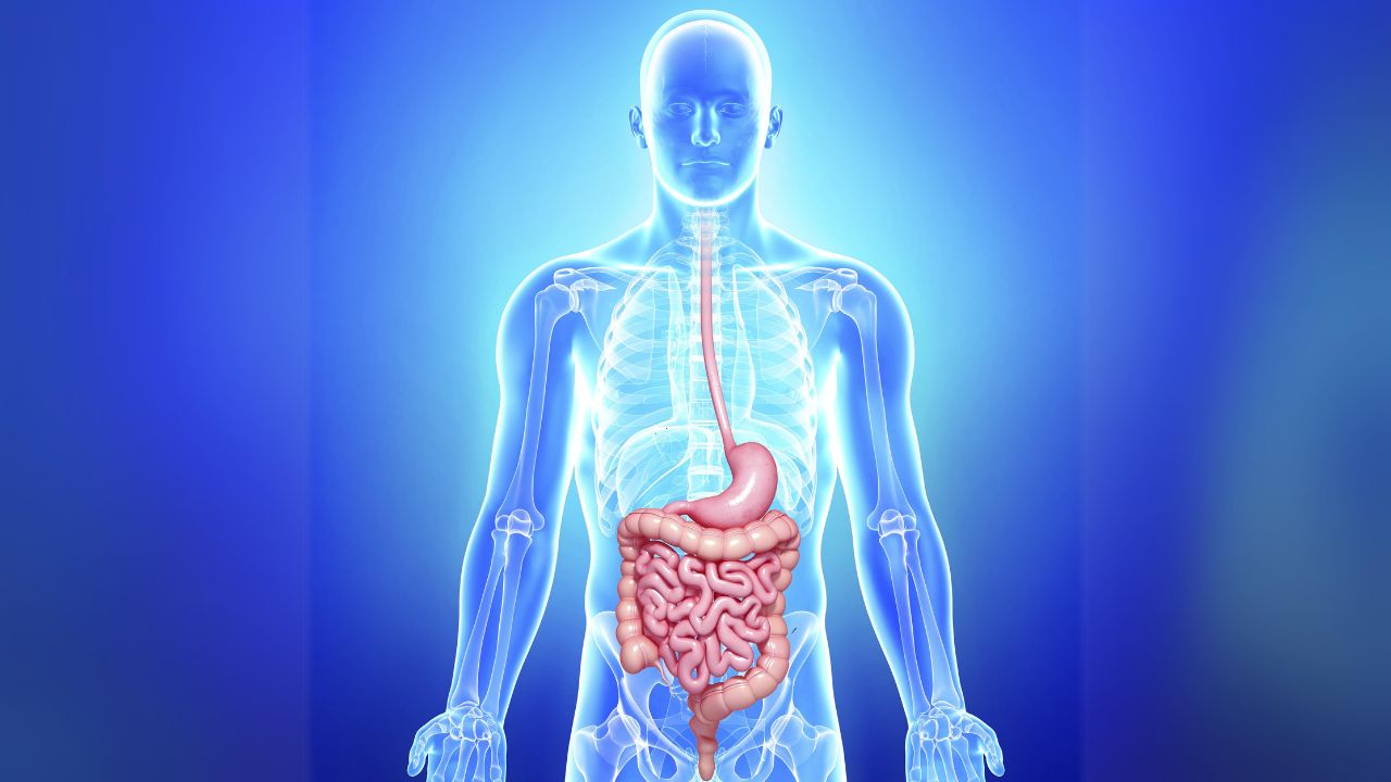 The Path of Digestion: How Your Body Transforms Food into Energy - The ...